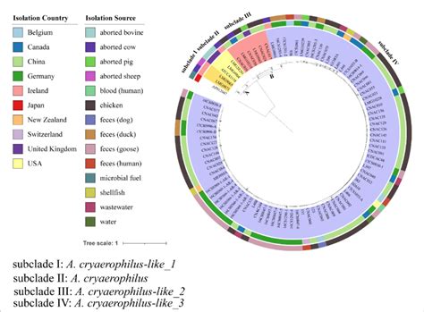 Maximum Likelihood Ml Tree Of The Core Genome Alignments Of Strains