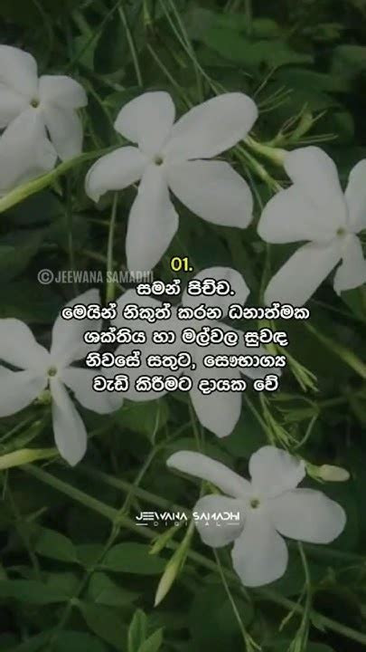 නිවසට වාසනාව කැන්දන පැල Youtube