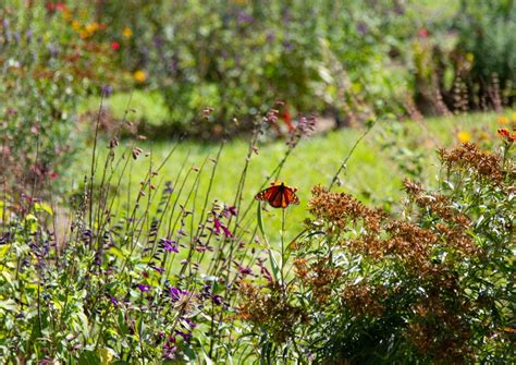 Características Y Ejemplos De Plantas Criptógamas Guía Esencial