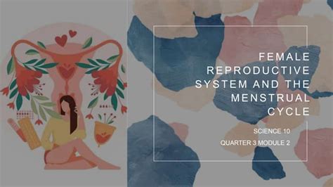 Female Reproductive System And The Menstrual Cycle 1 Pptx