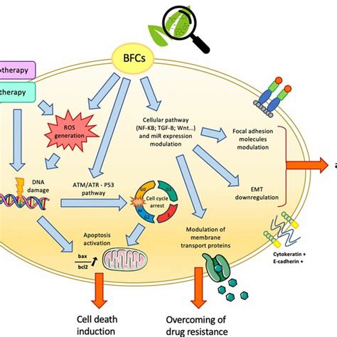 Bioactive Food Components Bfcs As Adjuvant Agents For Potentiation Of Download Scientific