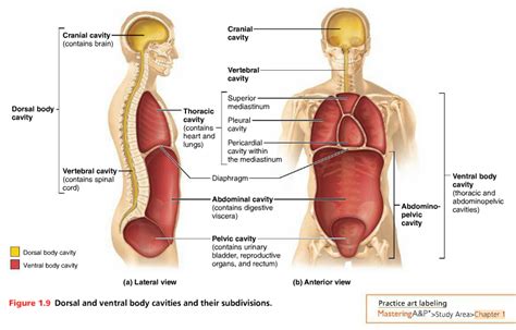 Pin By Sheri Pennington On Medical School Stuff Human Body Systems