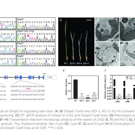 Intron Mutation Of Osispe Results In Exon Skipping A Schematic Download Scientific Diagram