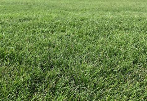 Drought Resistant Grasses Contractor Hq