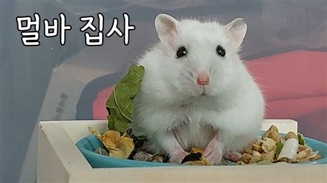 그저 밥먹는 귀여운 영상 Youtube