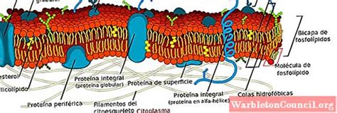 Phosphoglycerides Structure Functions And Examples Science 2025