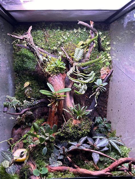 Dart Frog Terrarium Complete Rdartfrog