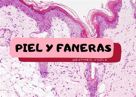 Histolog A De Piel Y Faneras Flashcards Experiencia M Dica Udocz