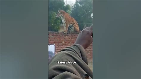 Tiger Tigerreserve Animals Tigerlife Lion Funny News