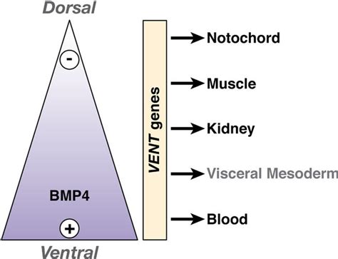 Early Specification Of Mesodermal Tissues Diagram Representing The Download Scientific Diagram