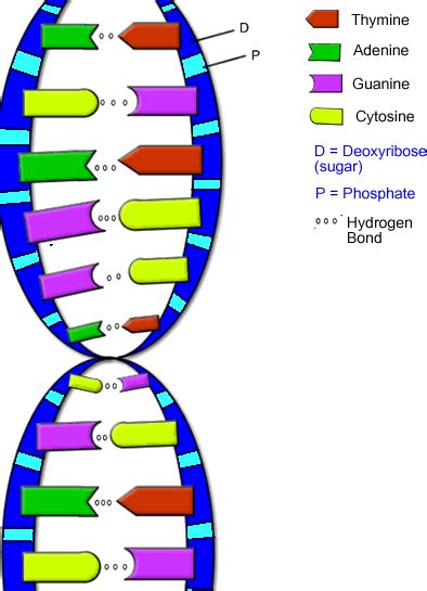 DNA KNOWLEDGE STRUCTURE OF DNA