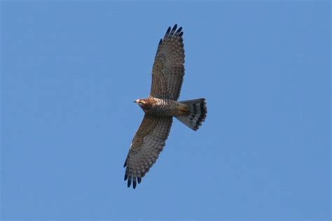 渥美半島の野鳥 鷹の渡り