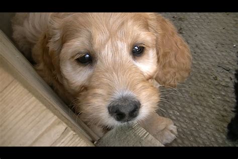 New Cockapoo Litter May 30 2014 Curious Puppies