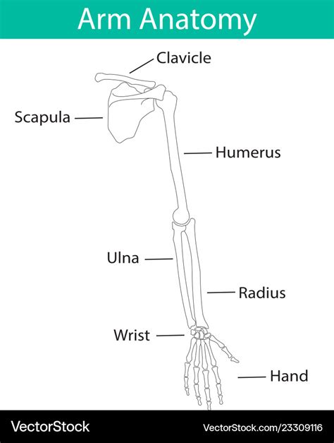 Human Arm Skeletal Anatomy Diagram Royalty Free Vector Image