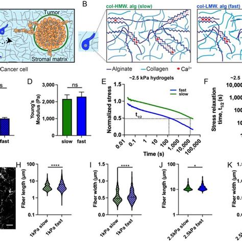 Cells Migrate In The Collagen Alginate Ipns With Amoeboid Like