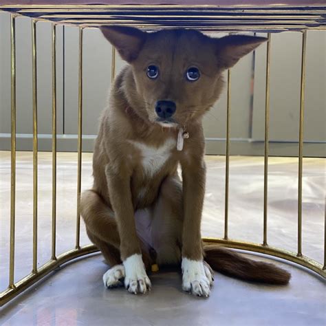 뱅갈고양이 도베르만분양 미니말티즈 스핑크스고양이분양 장모치와와 빠삐용 스핑크스고양이 브리티시숏헤어분양 곰순이 강아지배변훈련 도그마루 홈스쿨 강아지훈련소 강아지입질