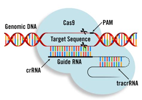 Exam Redemption Assignment Important Events In Science And Biology
