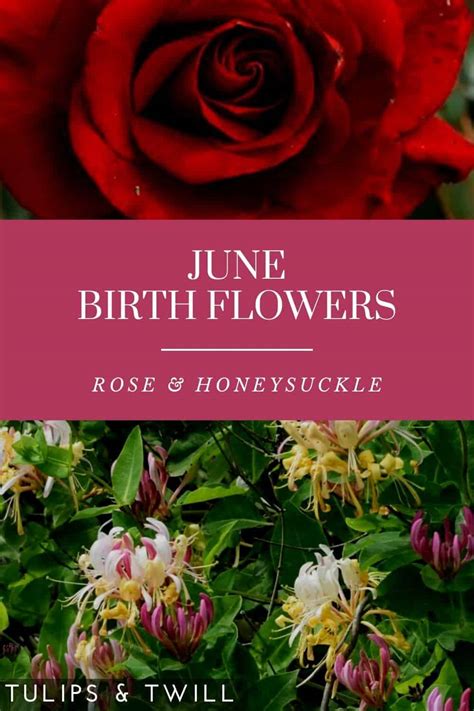 June Birth Flowers And Their Meanings Tulips And Twill