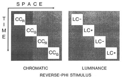 Schematic Spatiotemporal Representation Of A Chromatic Left Panel And