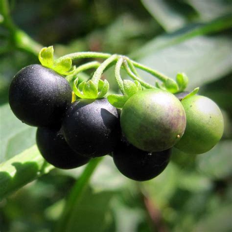 Frozen Seed Capsules Bittersweet Nightshade Solanum