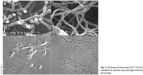Trichoderma Species As Biocontrol Agents Fetishbopqe
