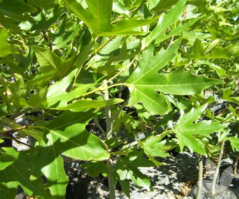 Platanus Orientalis Digitata Oriental Plane Tree Trees Speciality