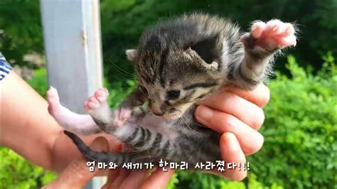 새끼물고 사라진 엄마 고양이 거긴 왜 들어가 있어 Youtube
