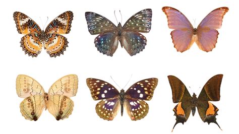 Genetic Diversity Examples