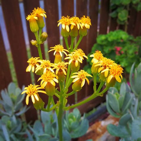 Senecio Decaryi Succulent City
