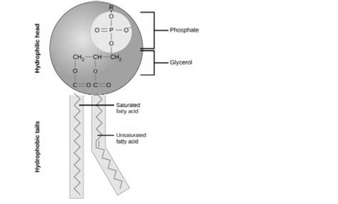 Phospholipid Molecule Structure