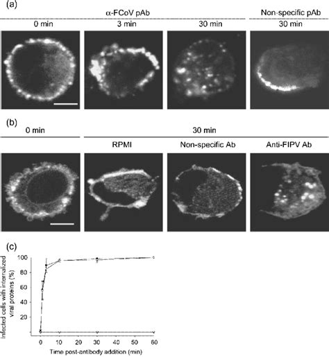 Internalization Assays With Polyclonal Antibodies A Images Show The Download Scientific