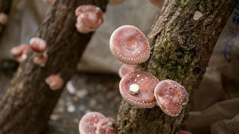 15 Simple Steps To Grow Your Own Shiitake Shrooms At Home Plus Tips For A Bountiful Harvest