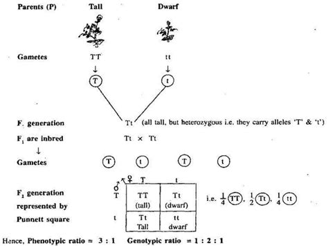 Mendels Laws Of Inheritance PPTX