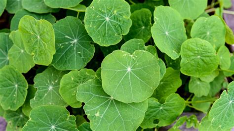 Mengenal Centella Asiatica Serta Manfaatnya Untuk Kecantikan Lojein