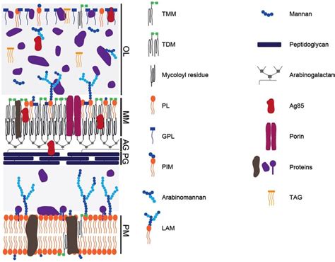 A Tentative Model Of The Arrangement Of The Cell Envelope Of M Download Scientific Diagram