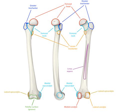 19 4 7 Bones Of The Lower Limb Medicine Libretexts