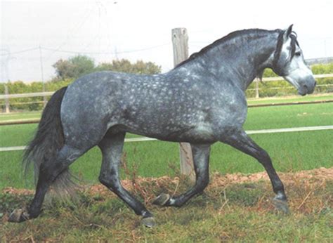 El Pura Raza EspaÑola MorfologÍa Del Caballo EspaÑol La Cabeza