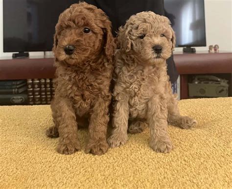 Mini Pudla Prelepi Stenci Mypets