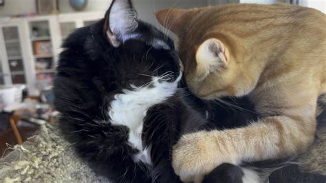 Theyre Brother And Sister And Still Love Each Other Raww