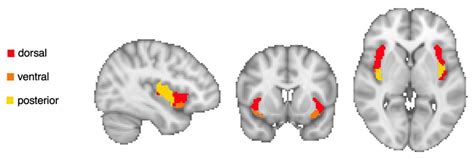 Musical Experience Relates To Insula Based Functional Connectivity In Older Adults