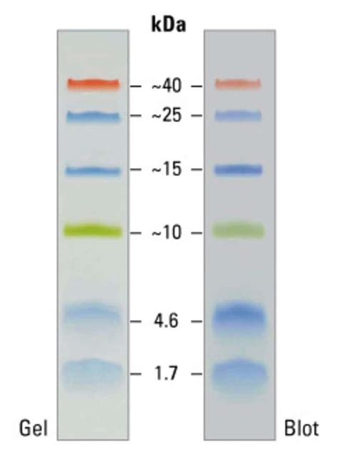 Spectra™ Multicolor Low Range Protein Ladder