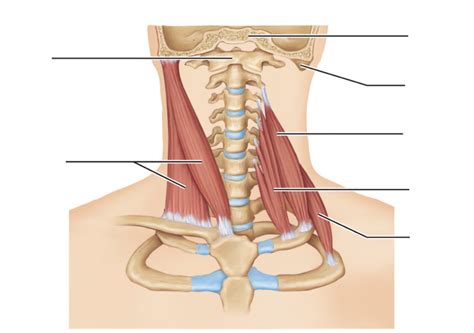 Diagram Of Scalene Muscles Diagram Quizlet