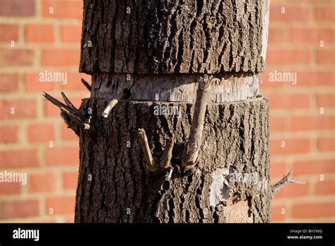 A Ringed Tree Tree Girdling Ringing Will Kill A Tree UK Stock Photo Alamy