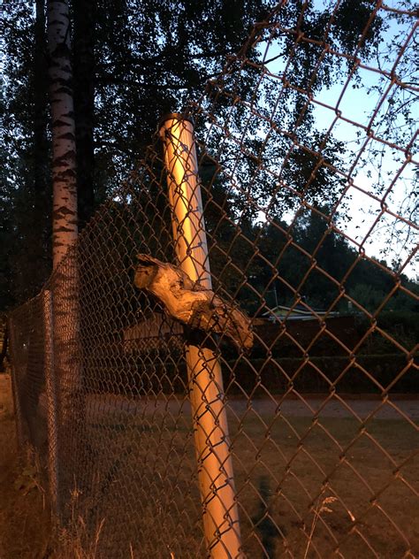 Tree Sucking On Fence R TreesSuckingOnThings