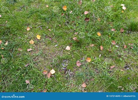 Leaves And Grass Texture Stock Image 94619689