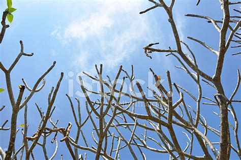 잎이 없는 나무 가지 스톡 사진 FreeImages com