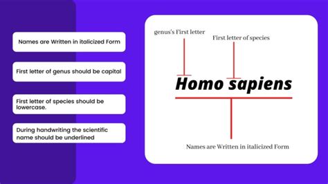 Binomial Nomenclature Definition Rules Examples Advantages Disadvantages Biology Notes