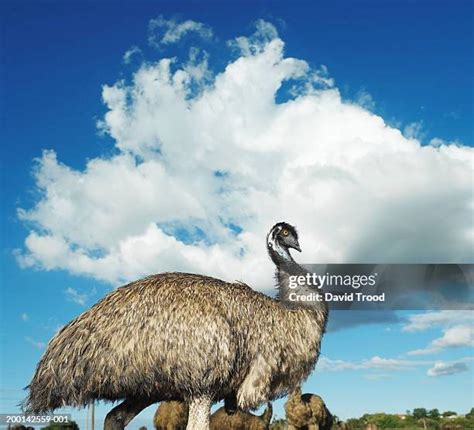 Emu Walk Photos And Premium High Res Pictures Getty Images