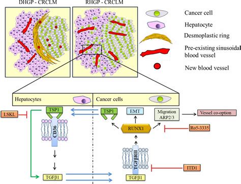 Proposed Model Of RUNX Signaling In Co Opted CRCLM Lesions Schematic Download Scientific