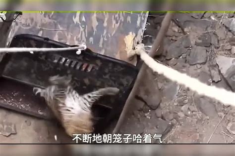 花豹逃出动物园被围困于深坑工作人员如何解救 逃出 动物园